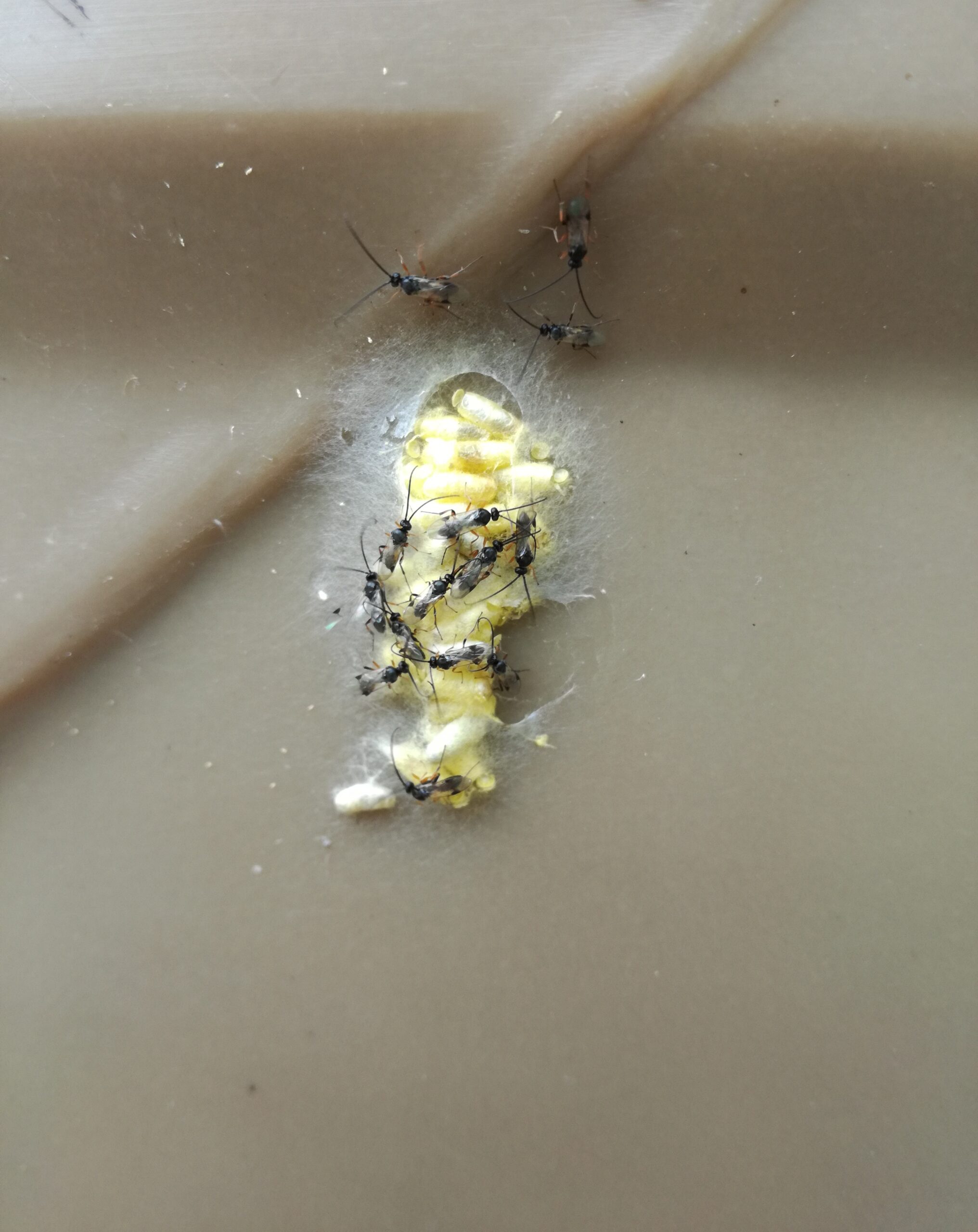 What are those worms doing on my Cauliflower? - Nat's Garden